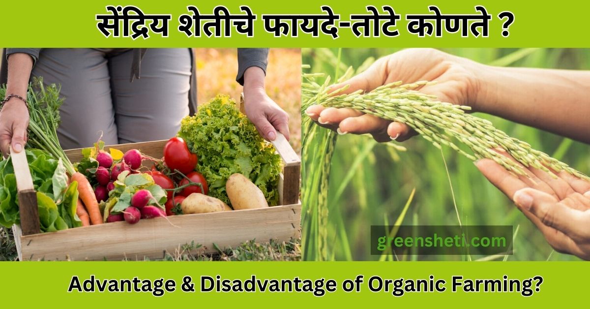 सेंद्रिय शेती Organic Farming - No.1 & Best Methods of Farm