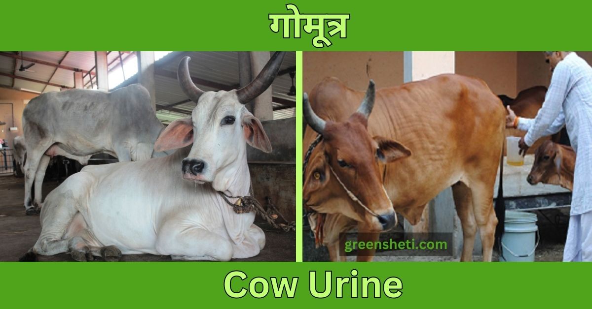 गोमूत्र Cow Urine - No.1 Types of Best Organic Fertilizers