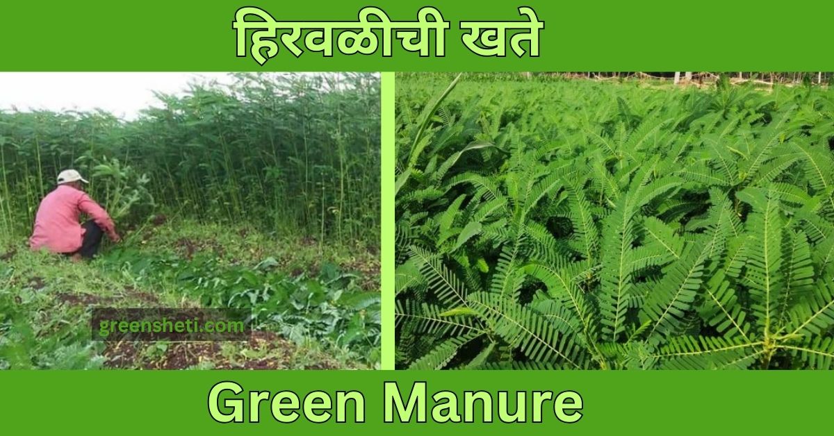 हिरवळीचे खत Green Manure - No.1 Types of Best Fertilizers